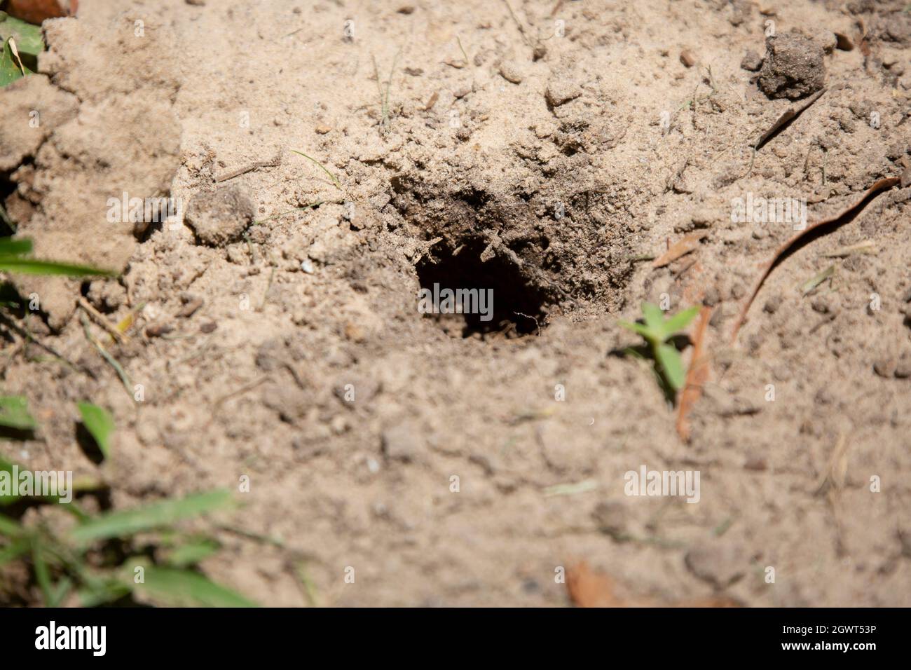 Round, shallow rat burrow dug in a yard Stock Photo - Alamy