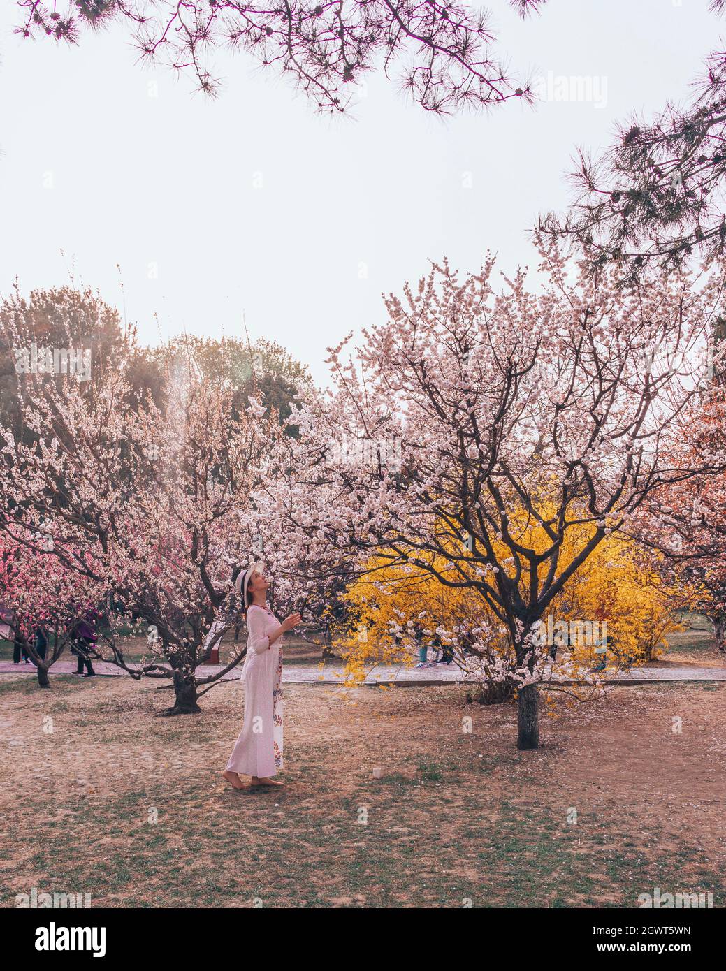 Mature flowering cherry tree hi-res stock photography and images - Alamy
