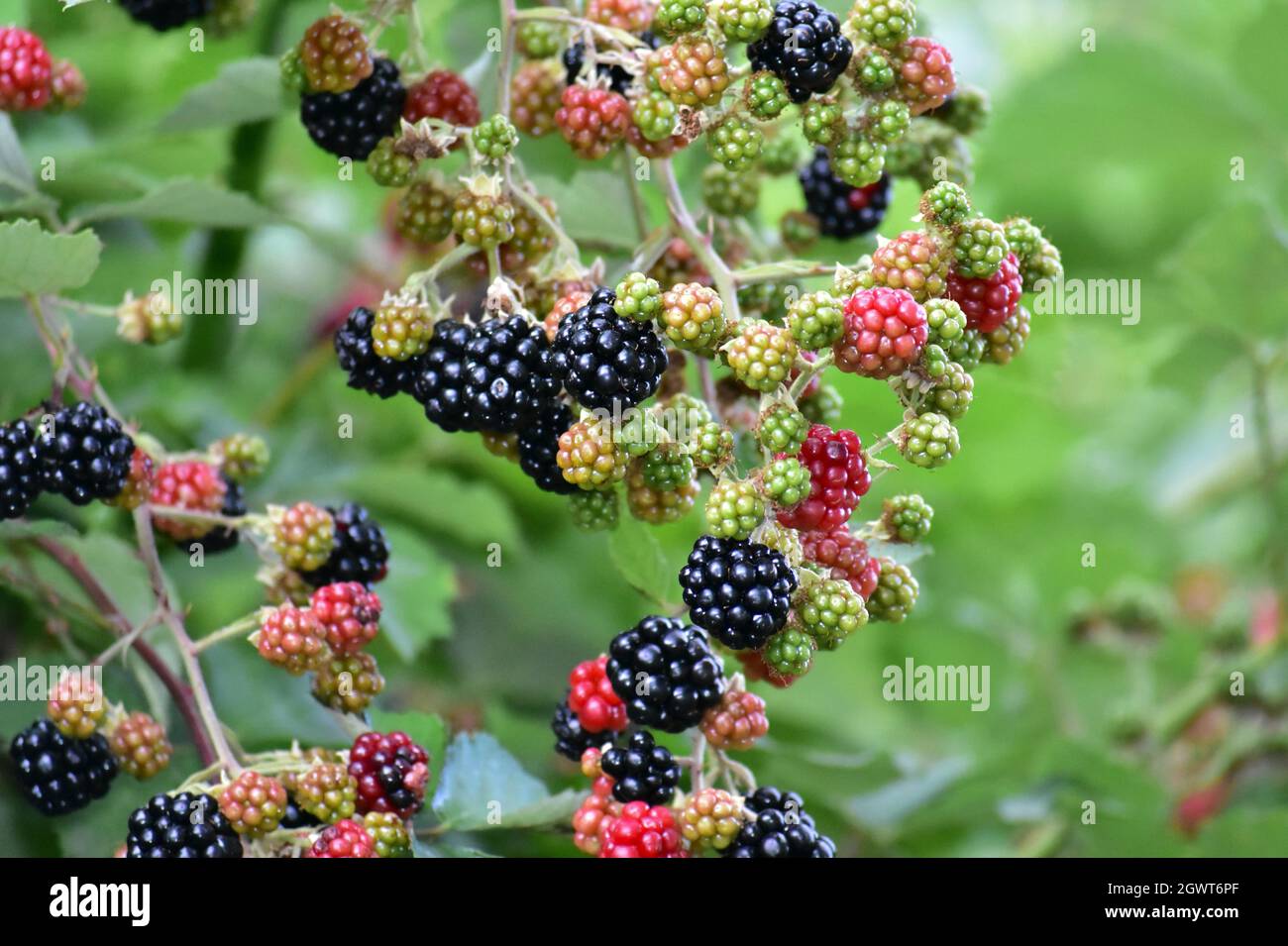 Loganberry bush hi-res stock photography and images - Alamy