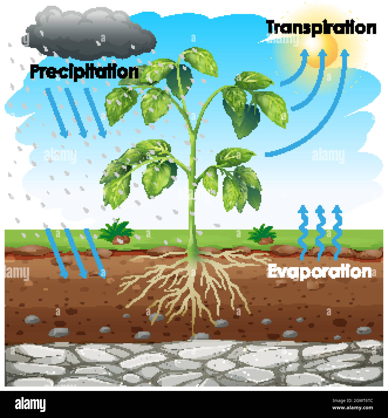 Diagram showing transpiration with plant in garden Stock Vector Image ...