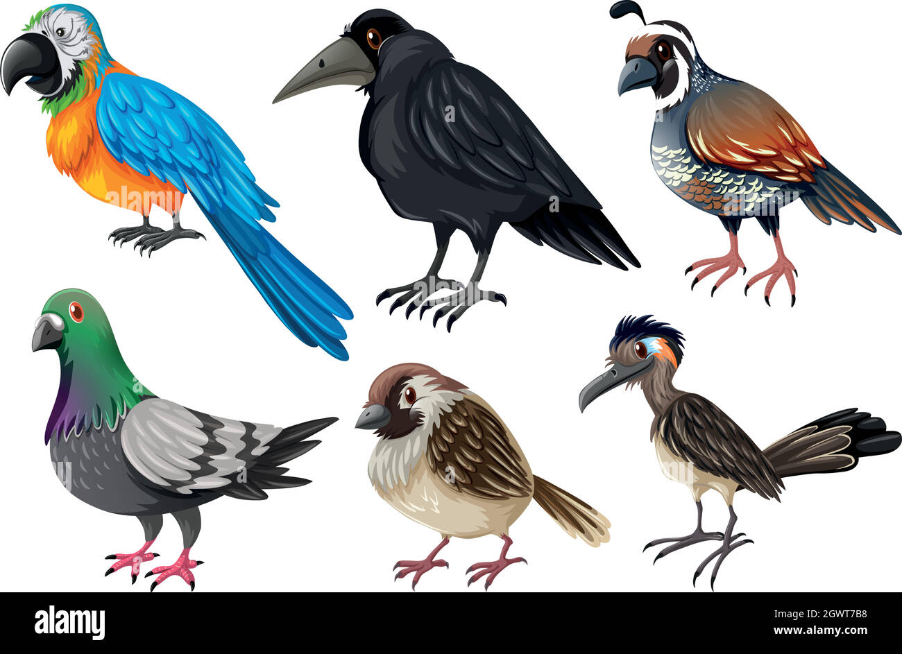 Different kind of wild birds Stock Vector Image & Art - Alamy