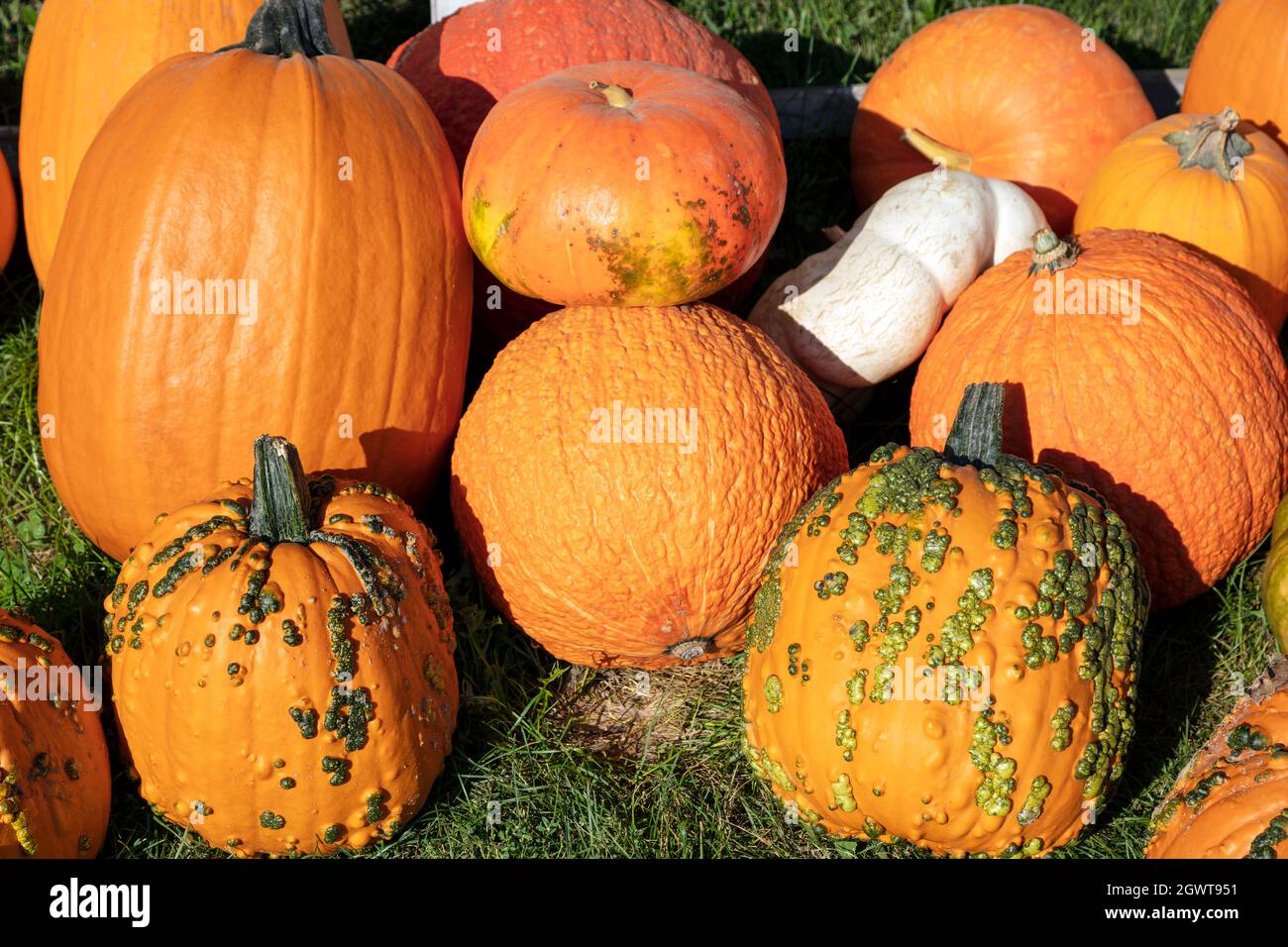 Variety of fancy and decorative Pumpkins on display, farm, E USA, by ...