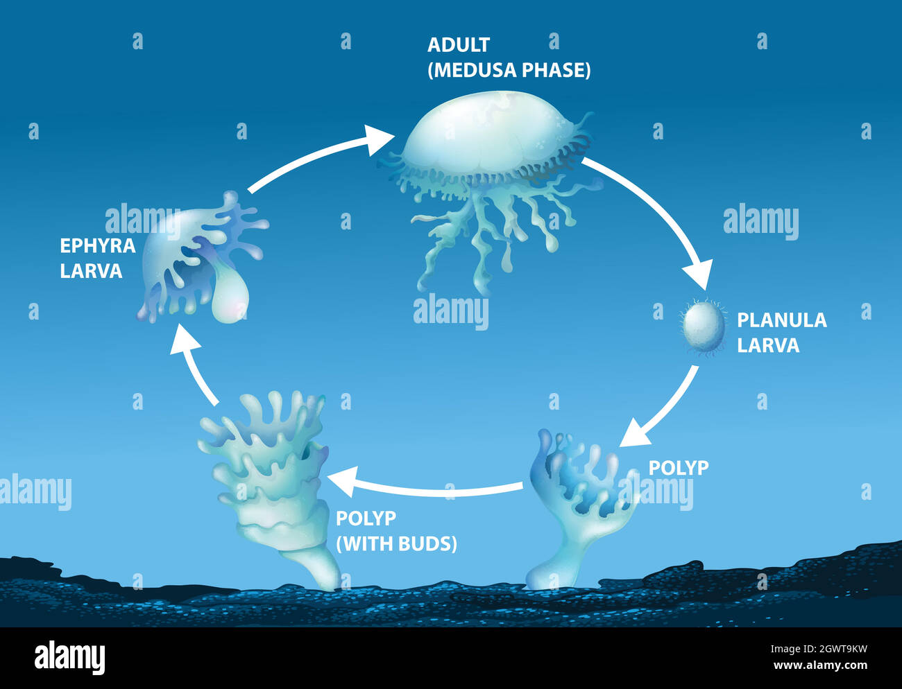 Diagram showing life cycle of jellyfish Stock Vector Image & Art - Alamy