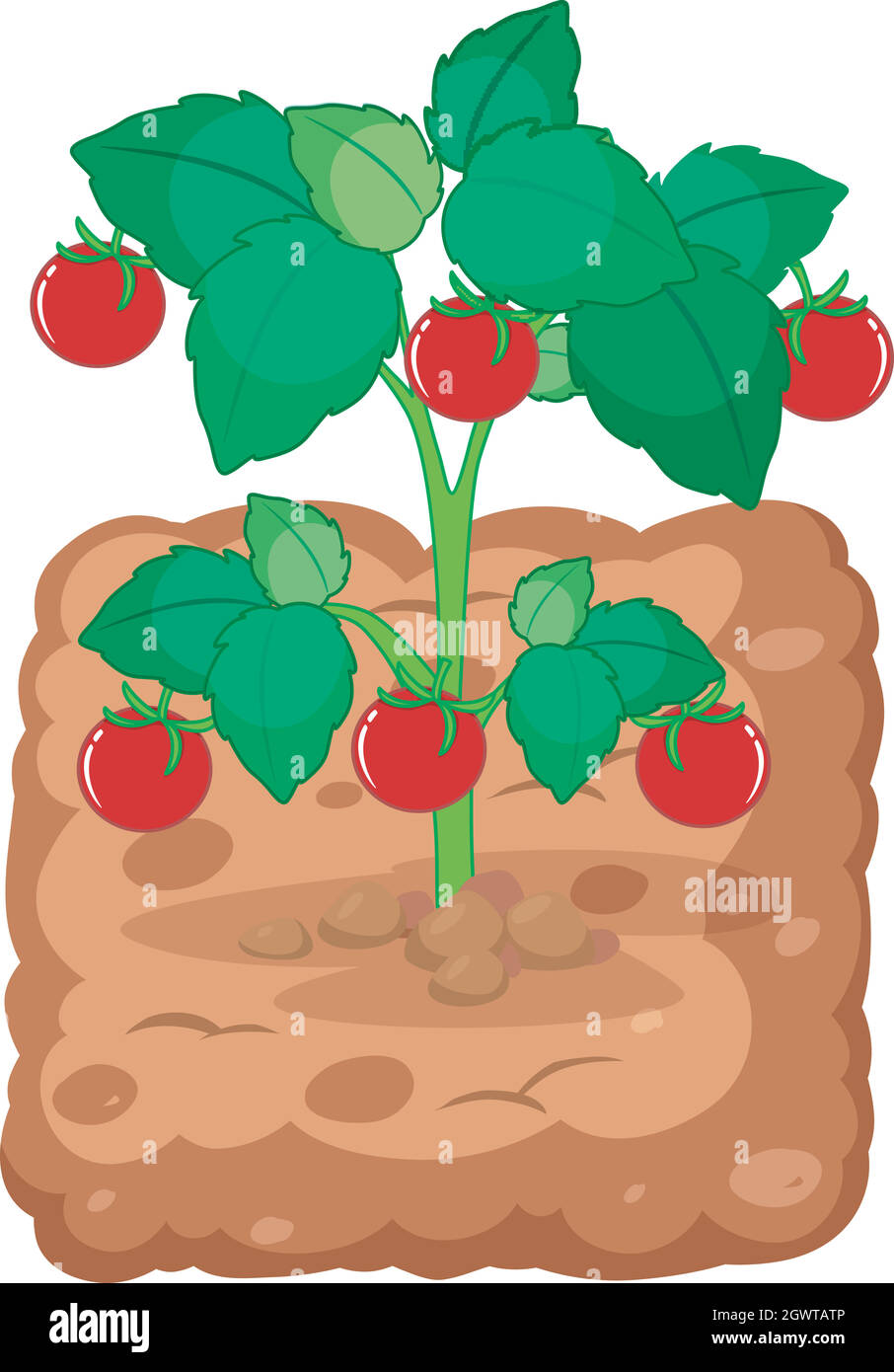 Tomato Leaf Vector