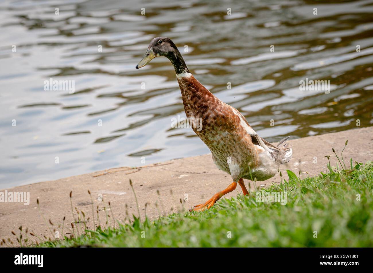 Indian runner ducks lake hi-res stock photography and images - Alamy
