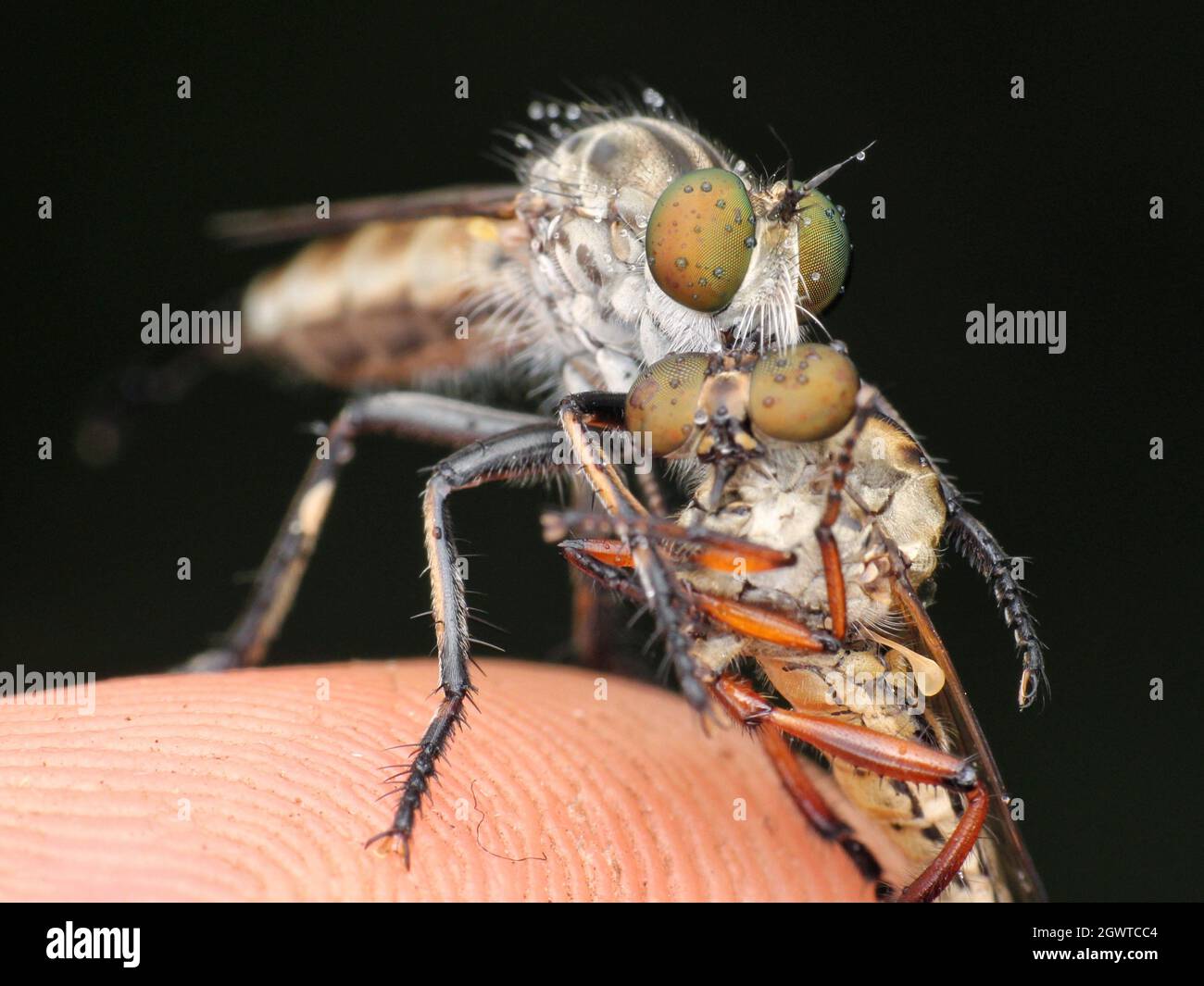 Black robberfly hi-res stock photography and images - Alamy