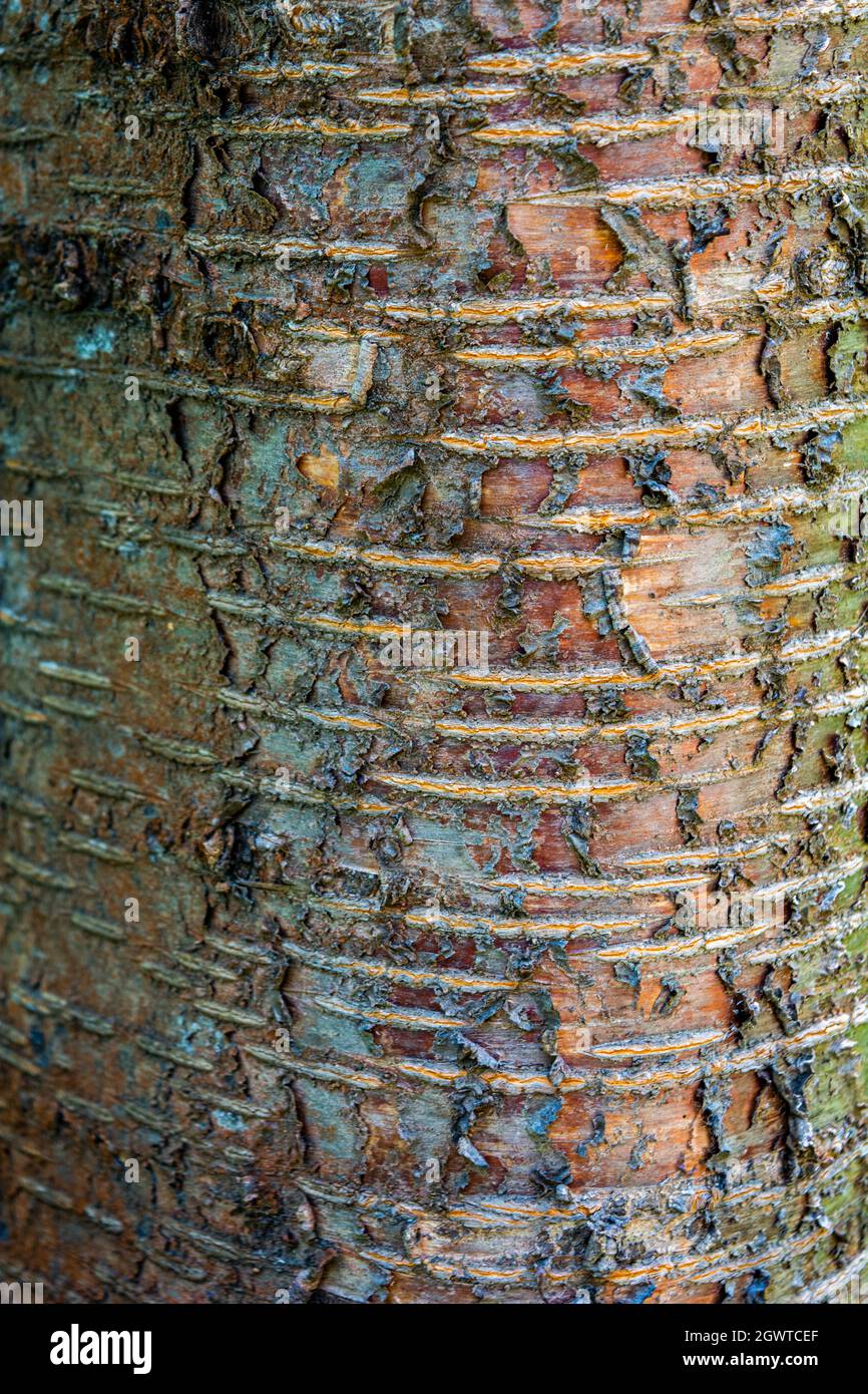 Natural texture of old cherry tree bark. Cherry tree trunk close-up ...