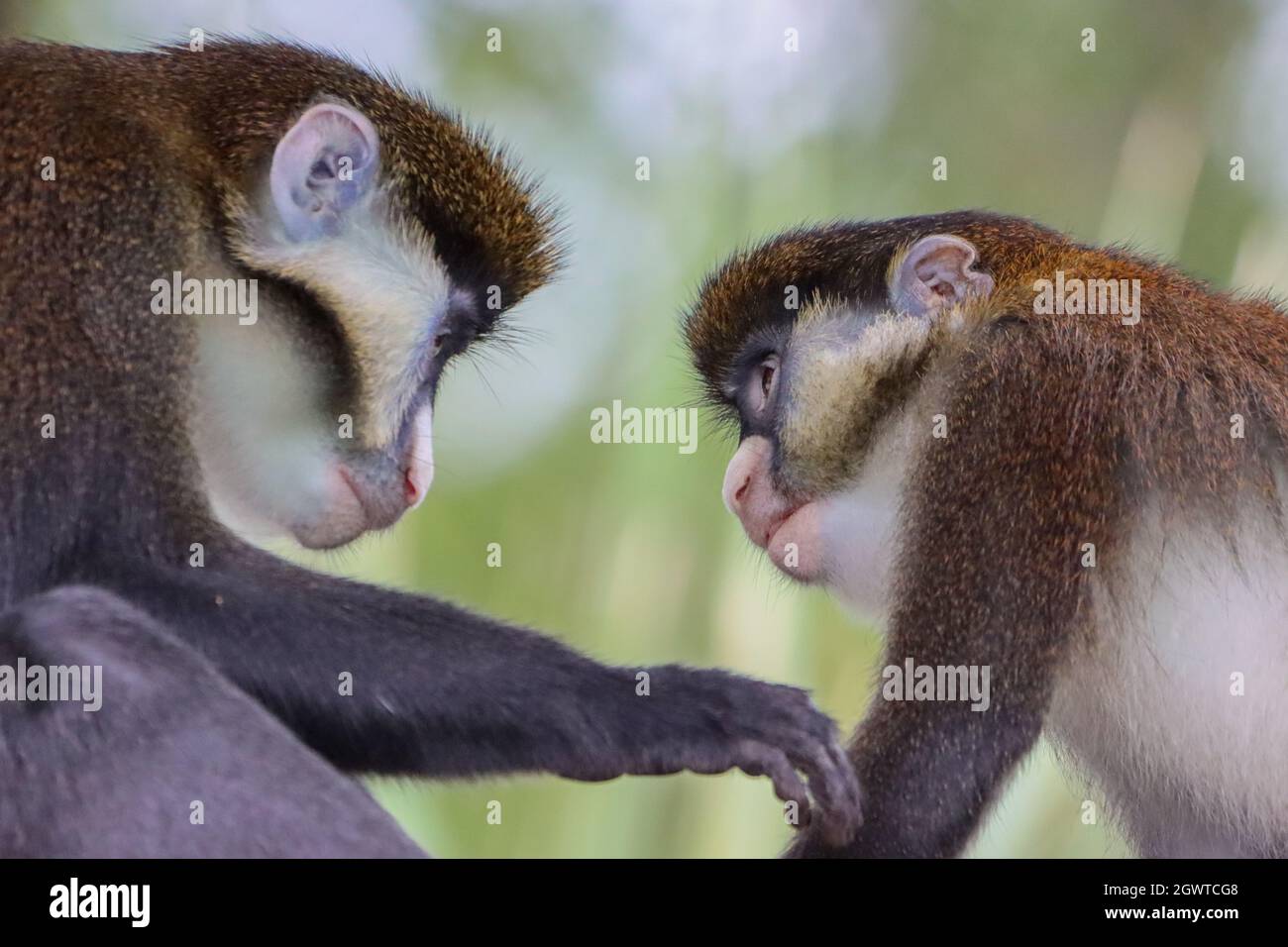 Schmidt's red tailed monkey hi-res stock photography and images - Alamy