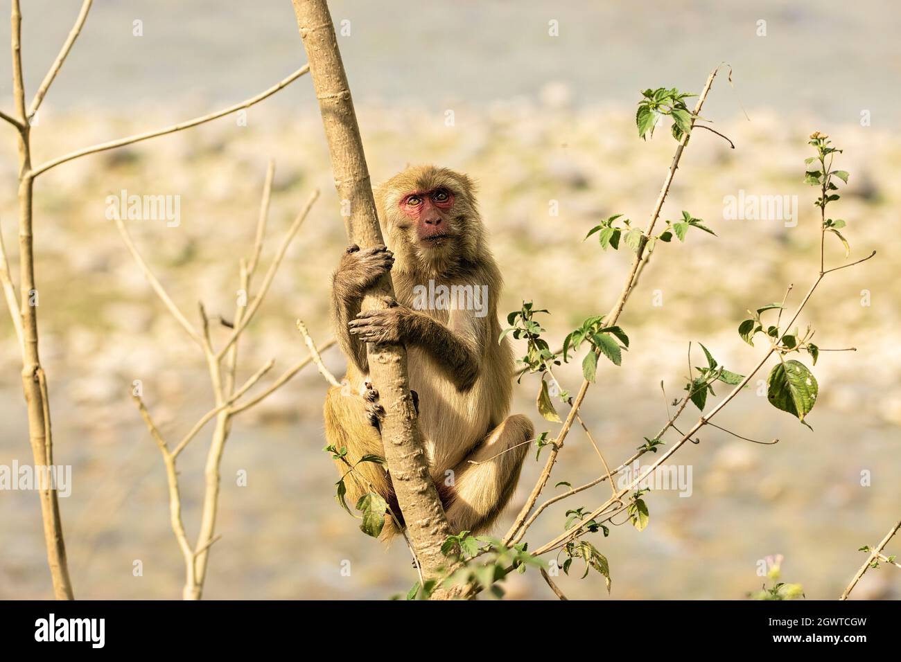 Red faced macaque hi-res stock photography and images - Alamy