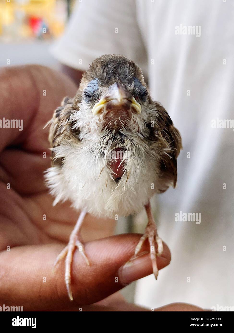 Person holding sparrow hi-res stock photography and images - Alamy
