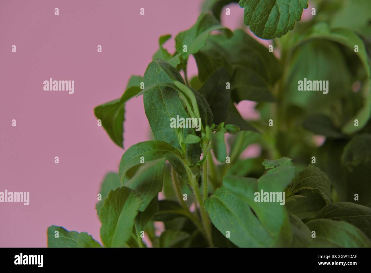 Stevia branches hi-res stock photography and images - Alamy