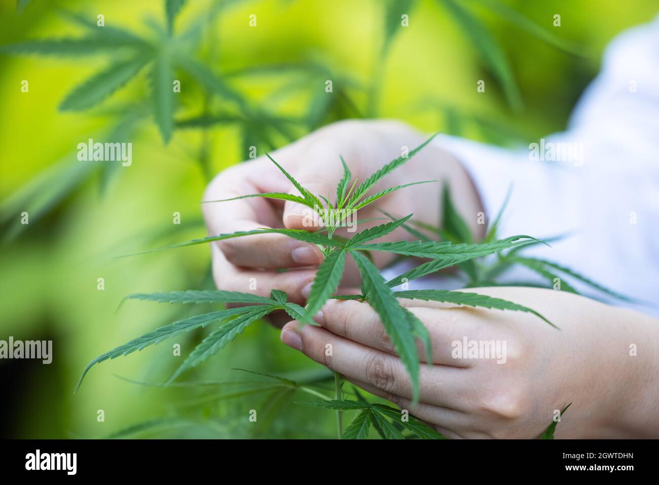 Female Cannabis Farmer Hi Res Stock Photography And Images Alamy