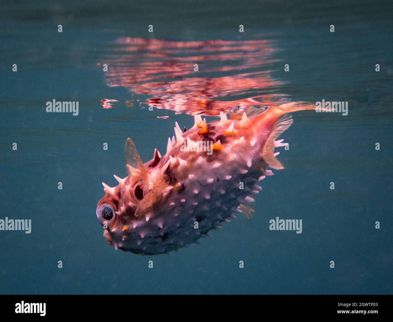 Aquarium pufferfish hi-res stock photography and images - Alamy