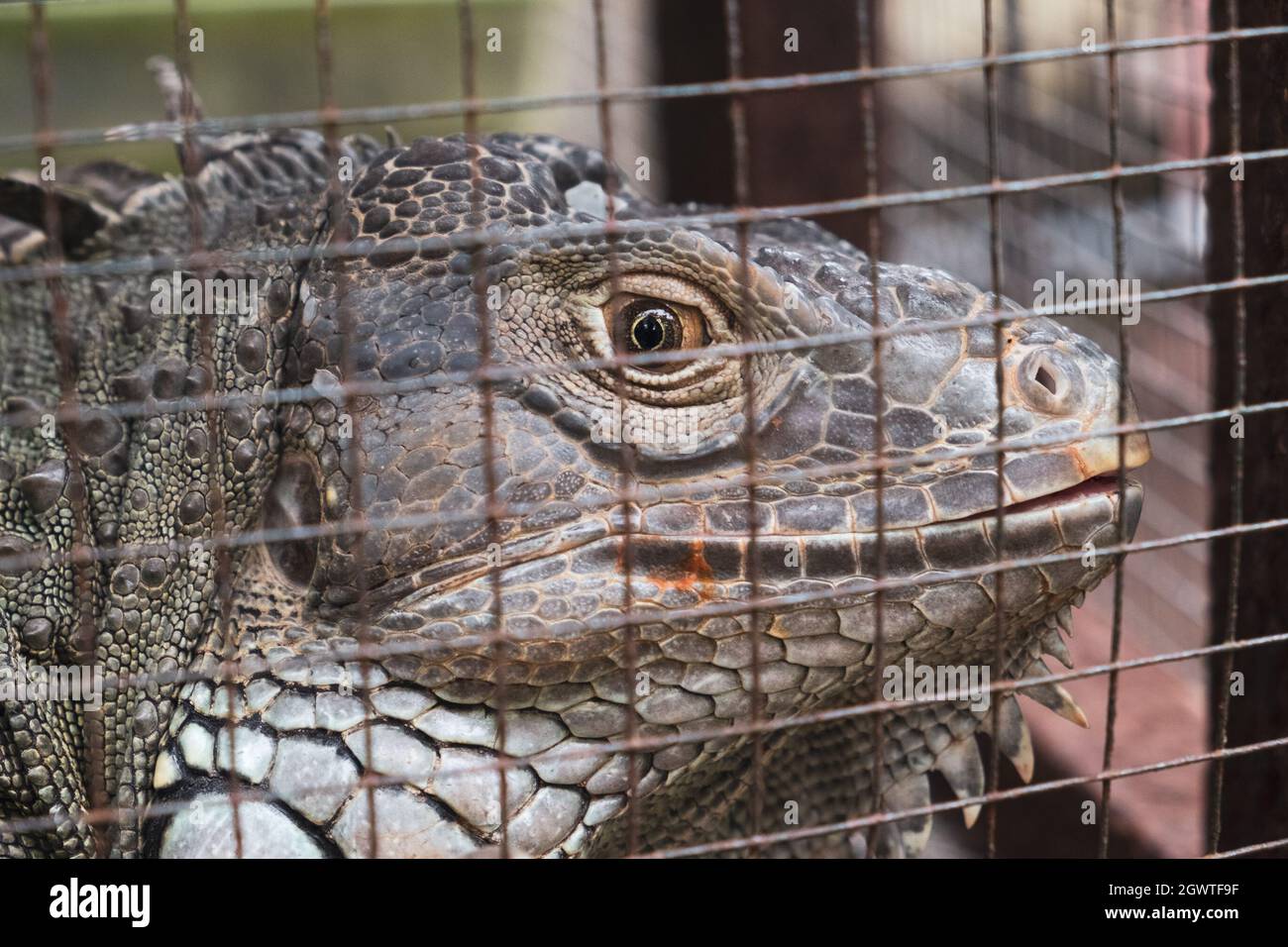 Trapped lizard hi-res stock photography and images - Alamy