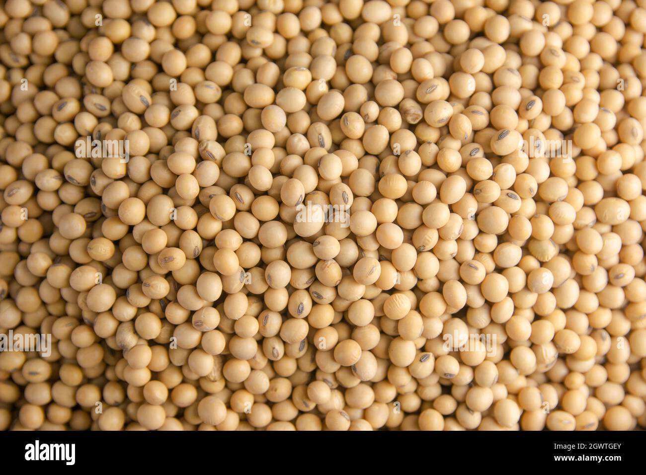 Soybean harvest asia hi-res stock photography and images - Alamy