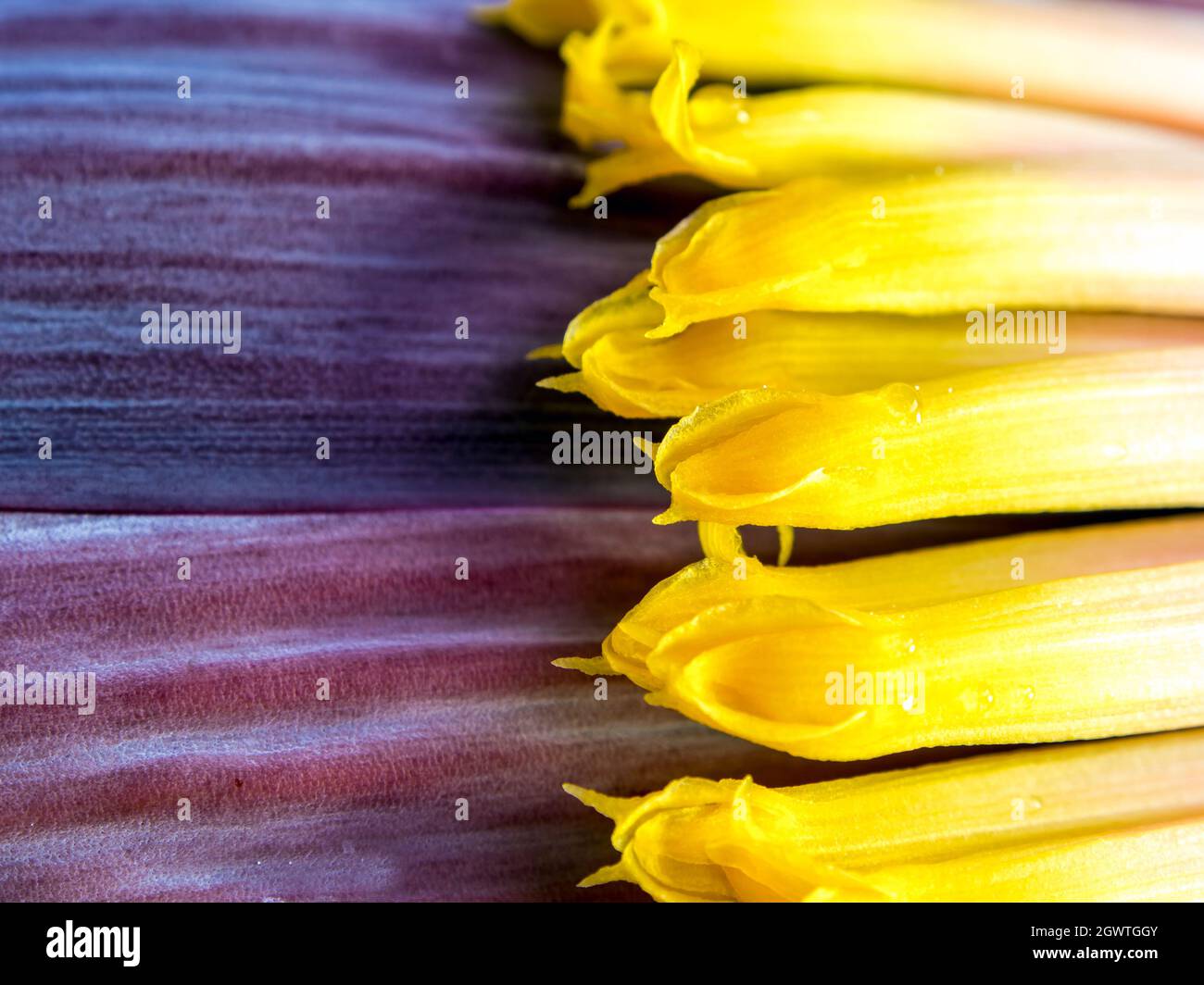 Silver banana hi-res stock photography and images - Alamy