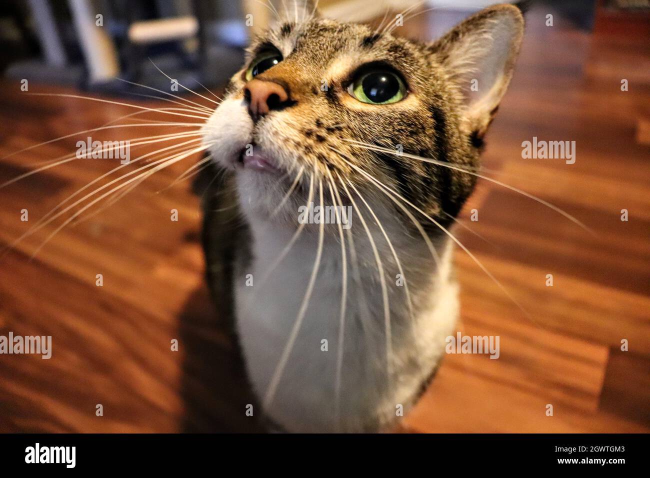 Wiskers hi-res stock photography and images - Alamy