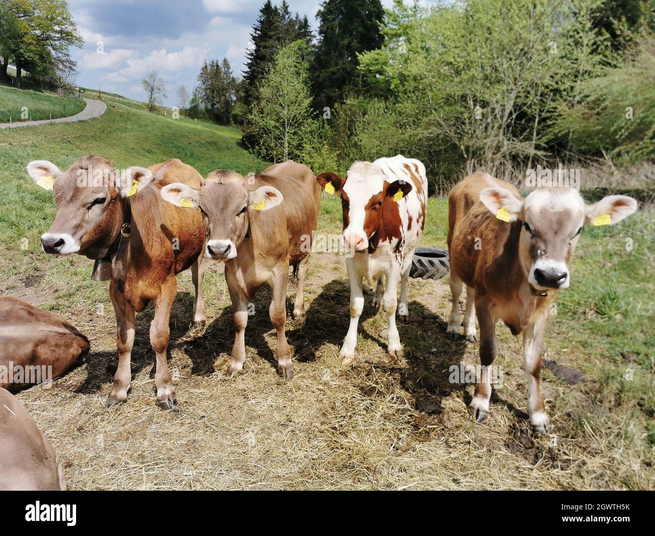 Domesticated cattle domesticated cows hi-res stock photography and ...