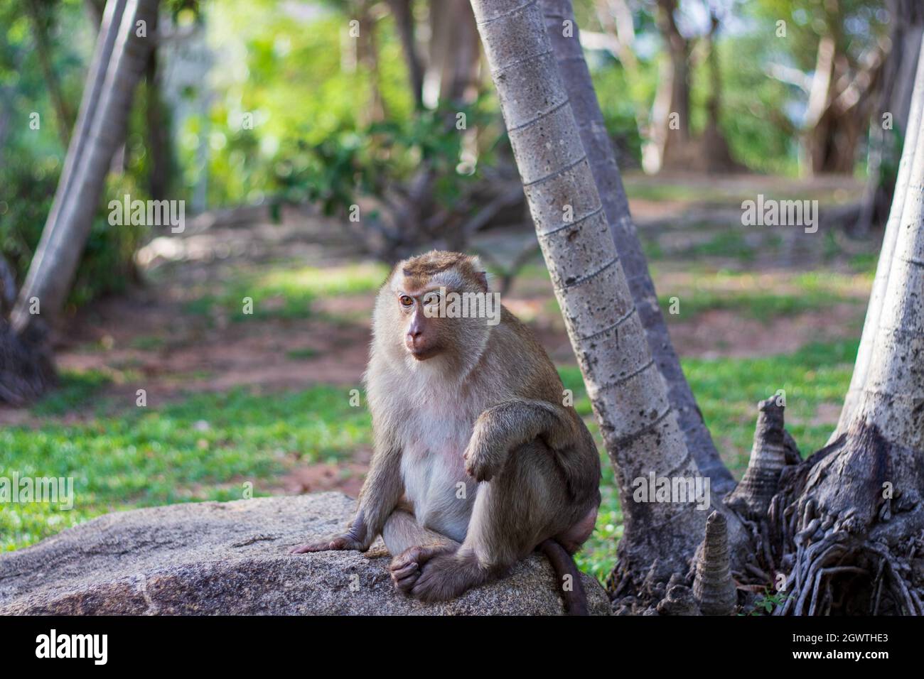 Monkey hill phuket thailand hi-res stock photography and images - Alamy