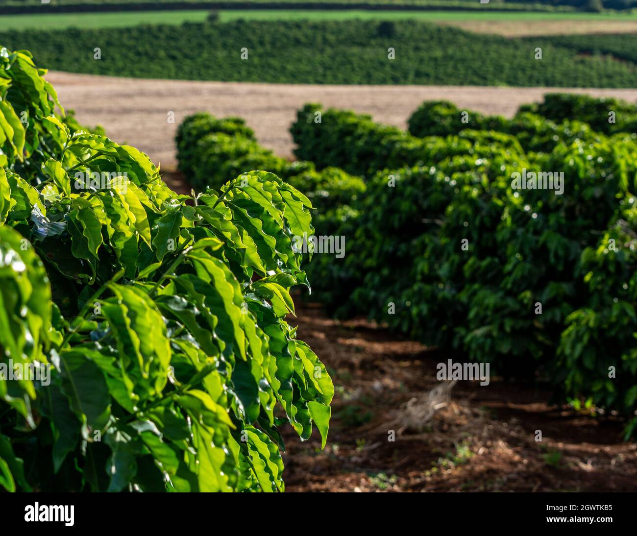 Coffee plantation field brasil hi-res stock photography and images - Alamy