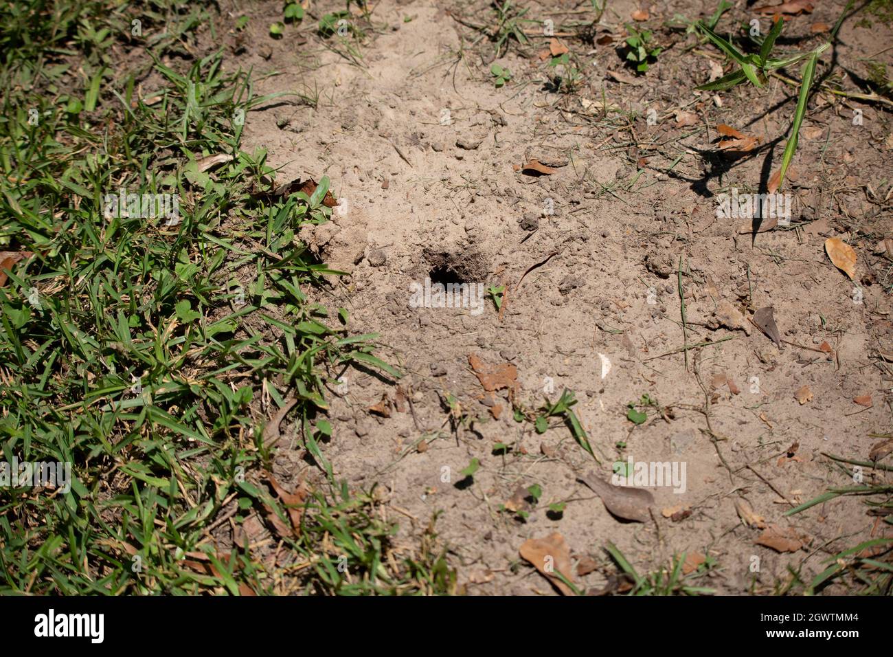 Round, shallow rat burrow dug in a yard Stock Photo - Alamy