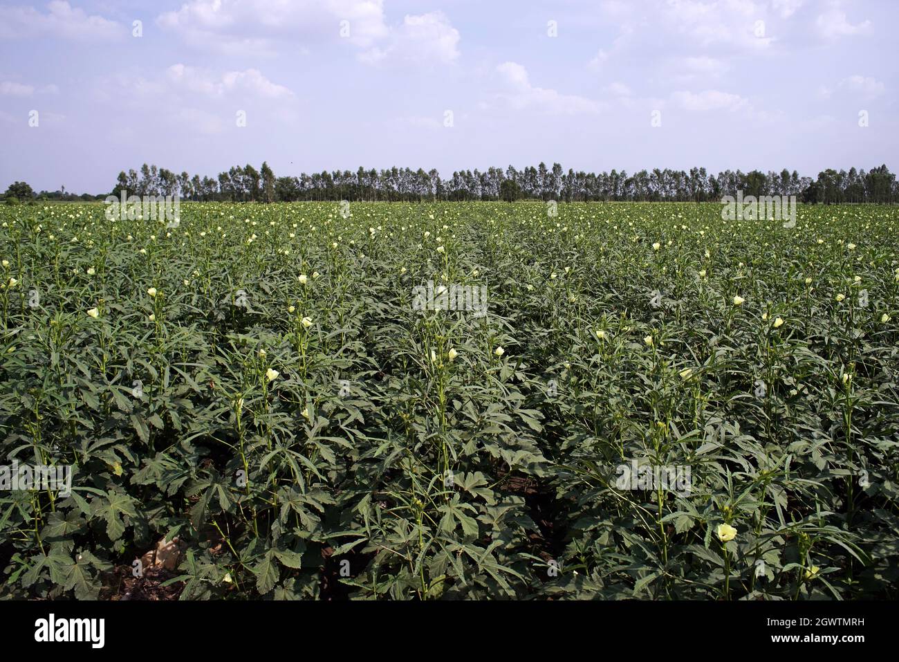 Green okra plants in the field hi-res stock photography and images - Alamy
