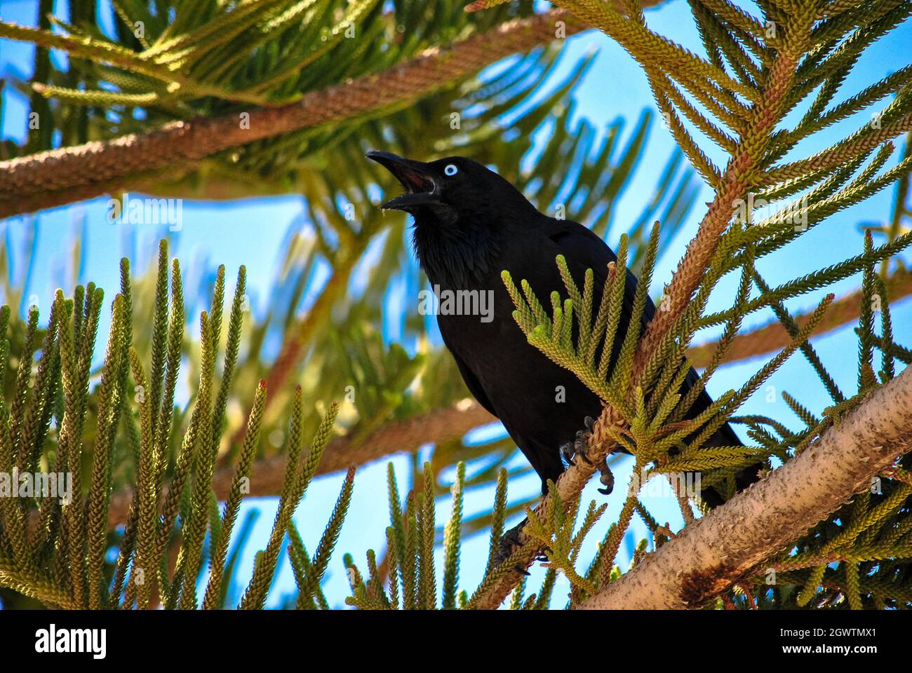 New Zealand Crow High Resolution Stock Photography and Images - Alamy