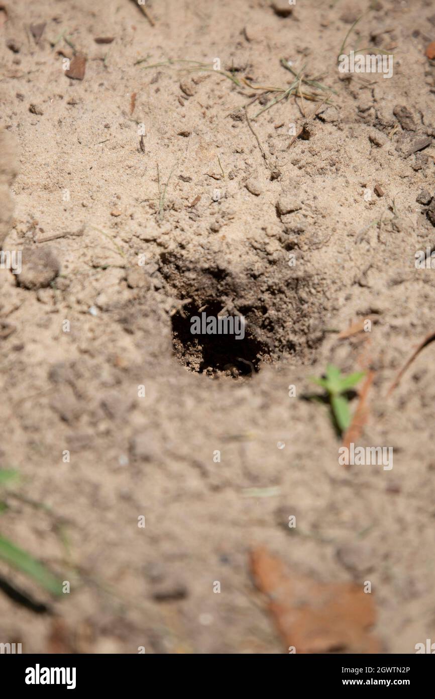 Round, shallow rat burrow dug in a yard Stock Photo - Alamy