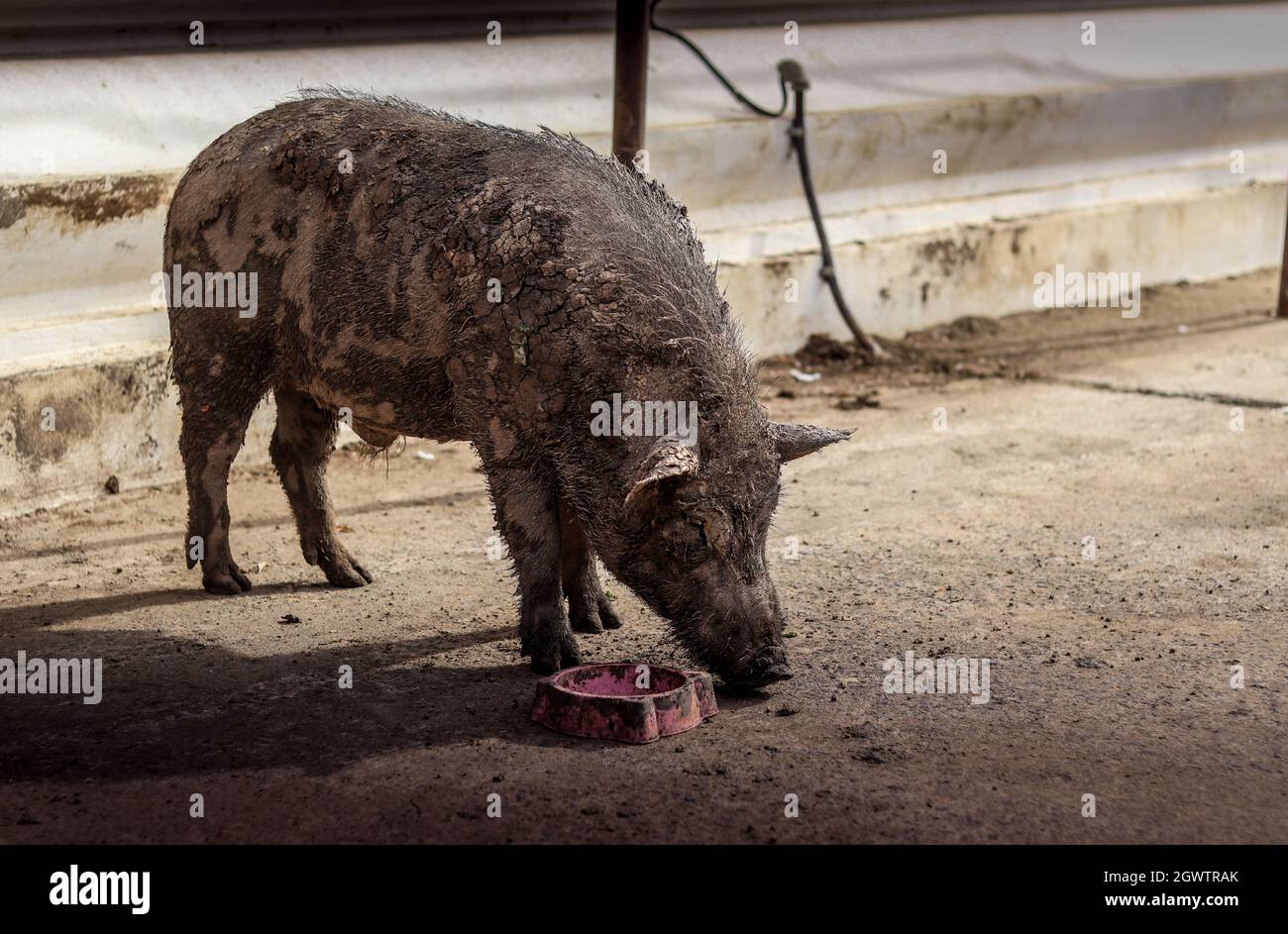 Domestic pig standing in mud hi-res stock photography and images - Alamy