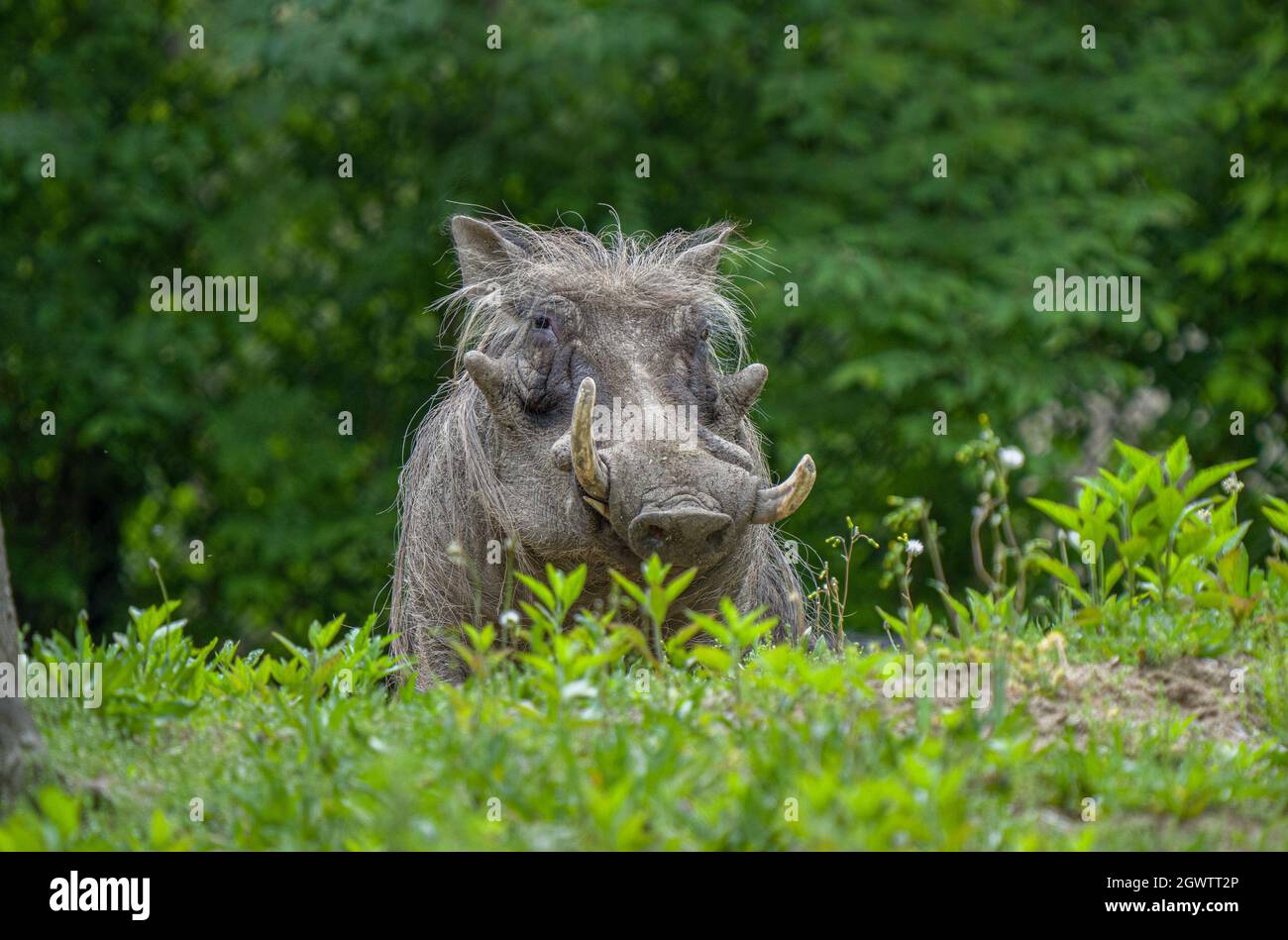 Brown ivory tree hi-res stock photography and images - Alamy