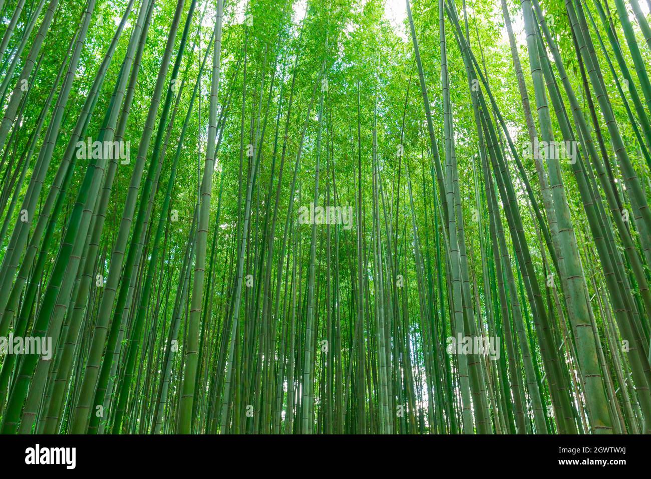 Bamboo forest in arashiyama park hi-res stock photography and images ...