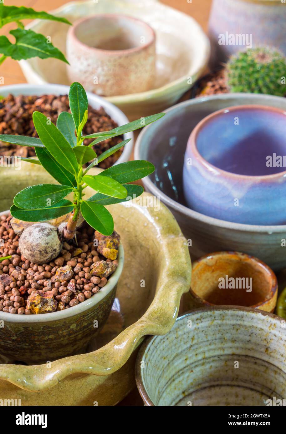 Adapted pot hi-res stock photography and images - Alamy