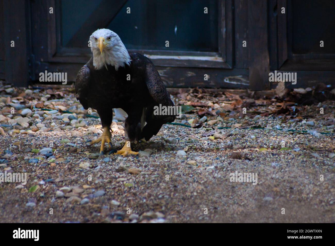 Strut walk camera hi-res stock photography and images - Alamy