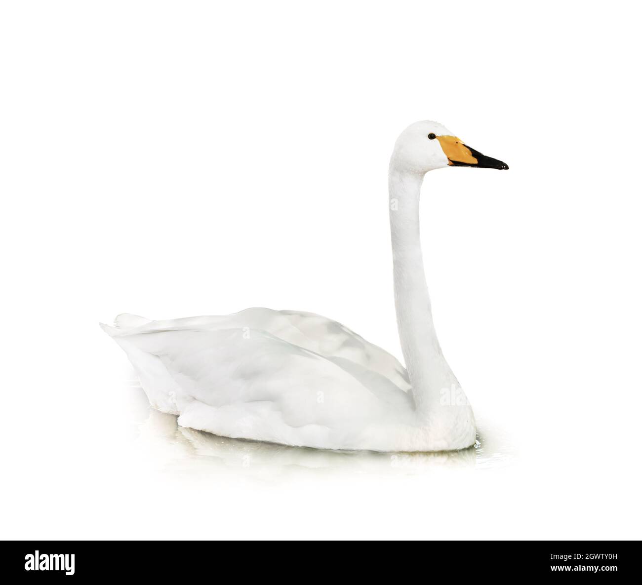 Beautiful swan on white background Stock Photo - Alamy