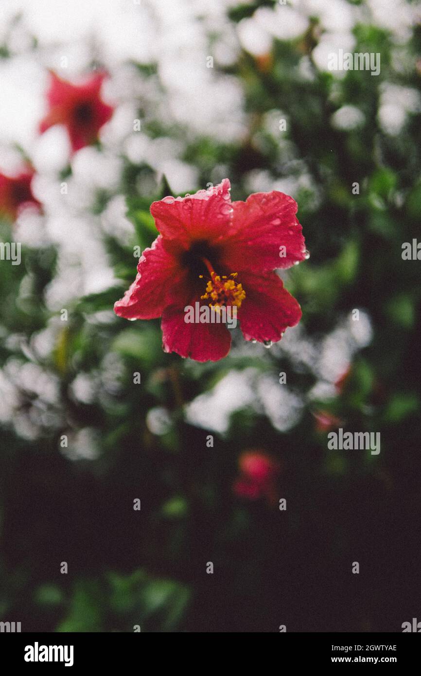 natures tea flower Stock Photo - Alamy