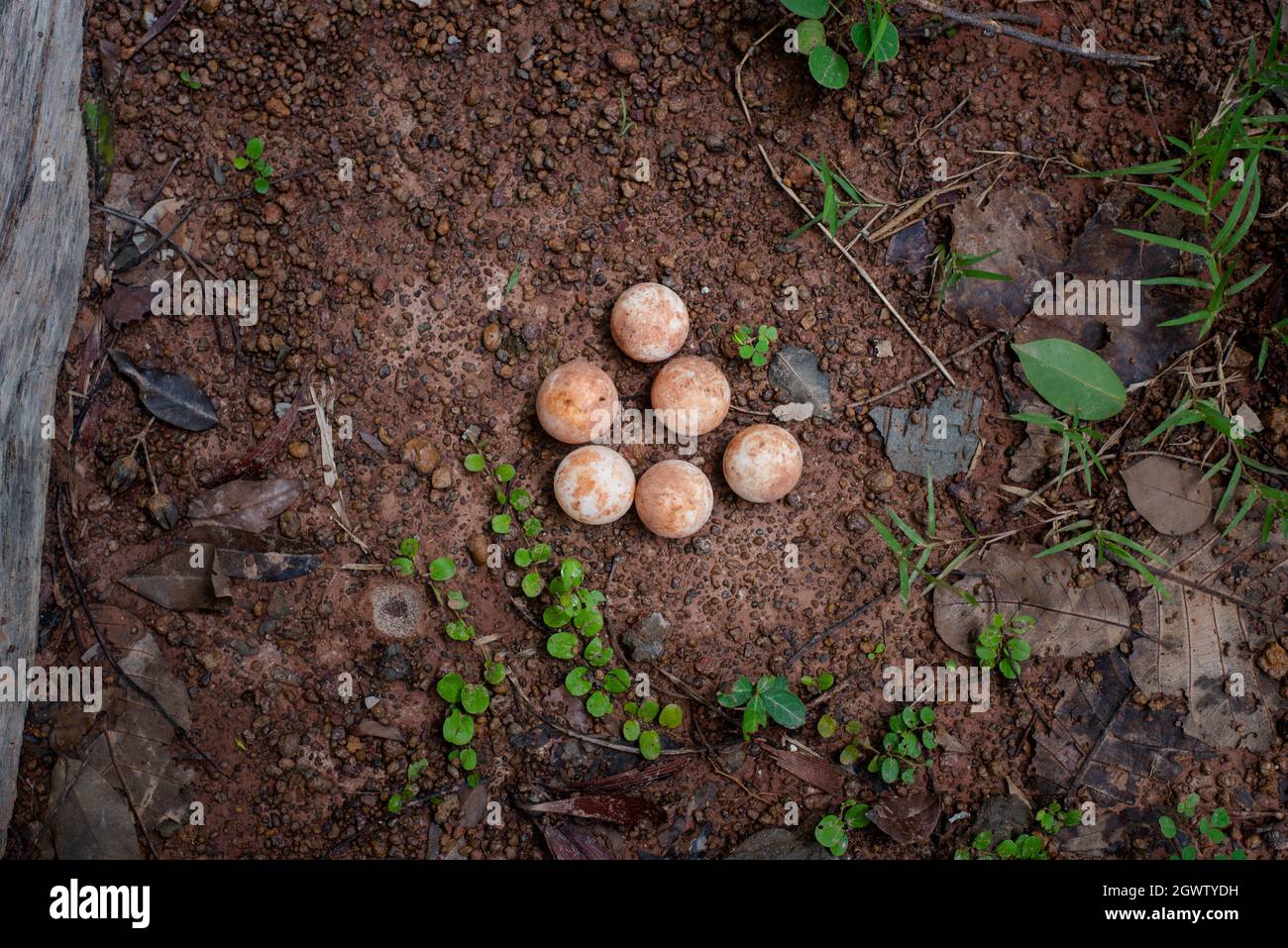 Snapping turtle top view close up hi-res stock photography and images ...