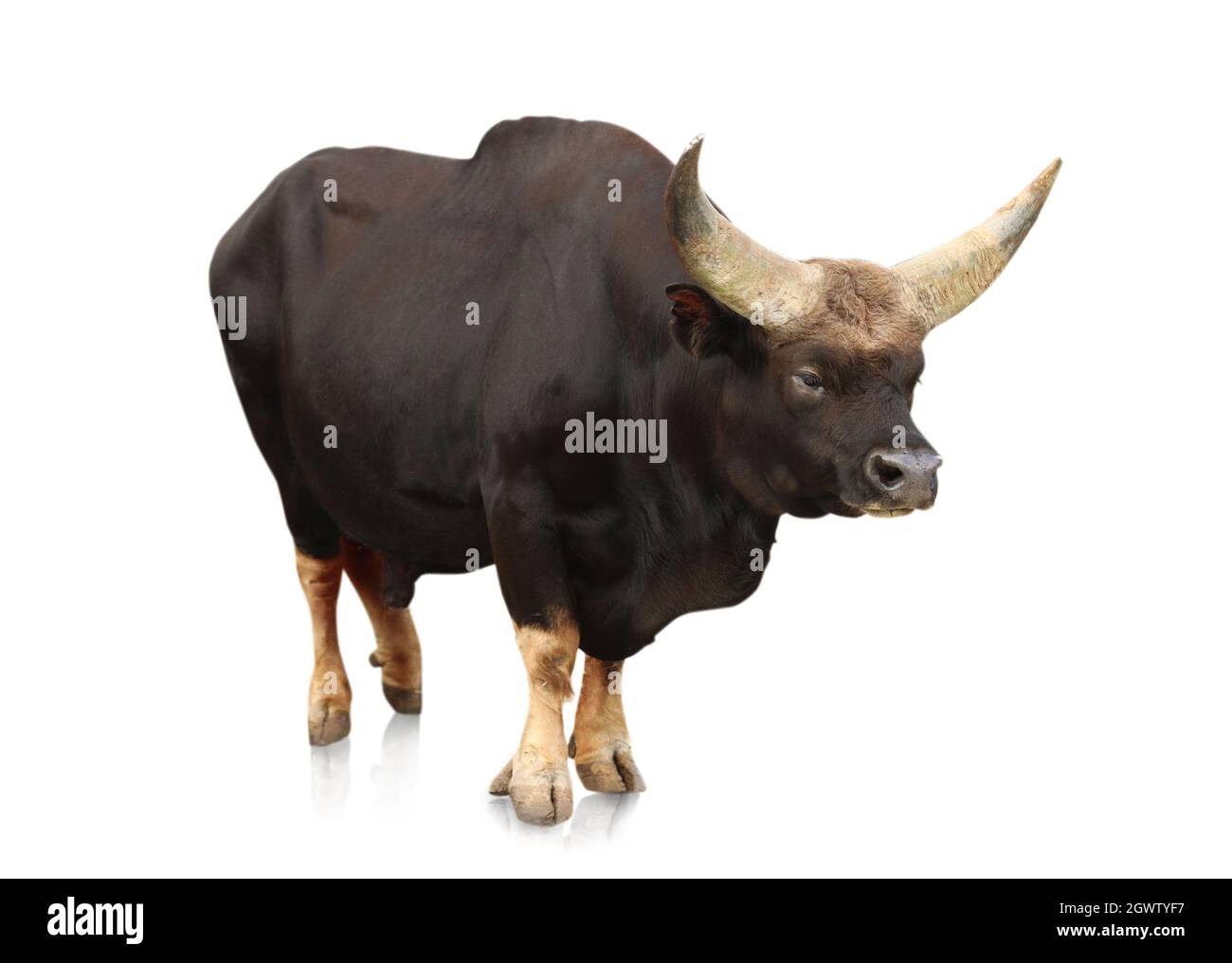 Gayal (Bibos frontalis) isolated on white Stock Photo - Alamy