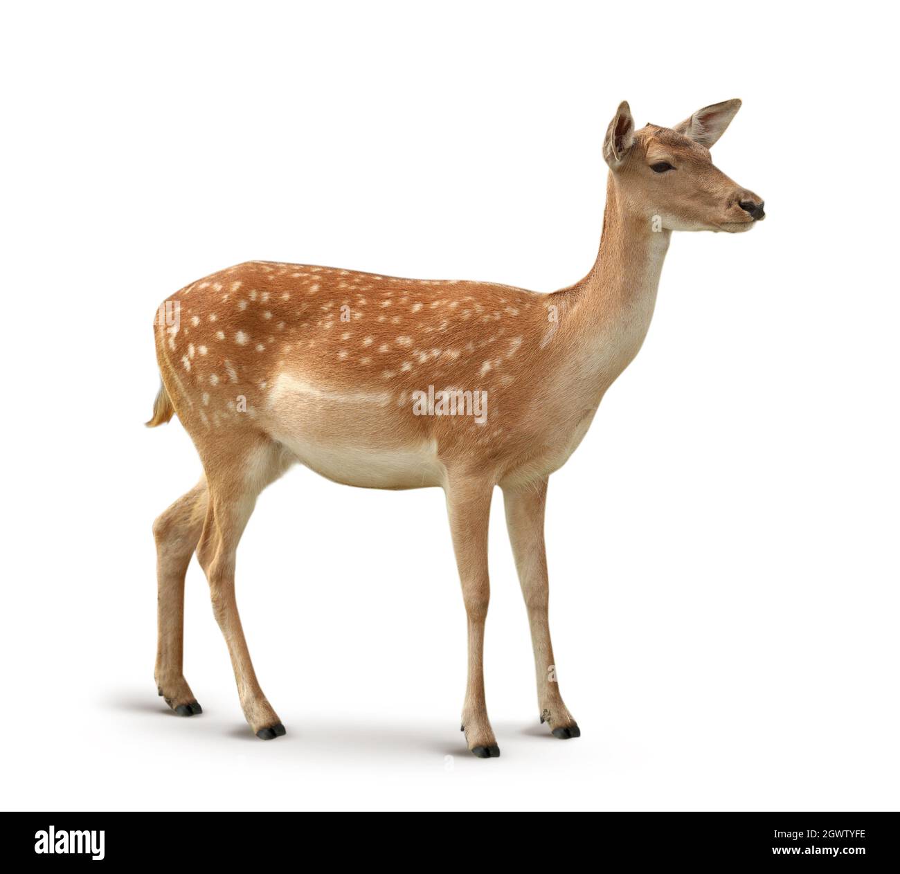 Sika deer Cut Out Stock Images & Pictures - Alamy