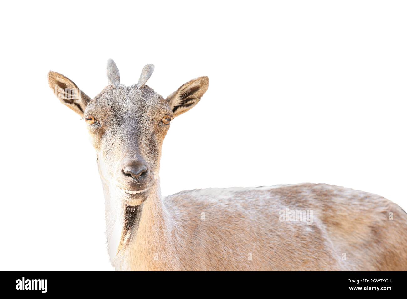 Female markhor (Capra fakoneri) isolated on white Stock Photo - Alamy