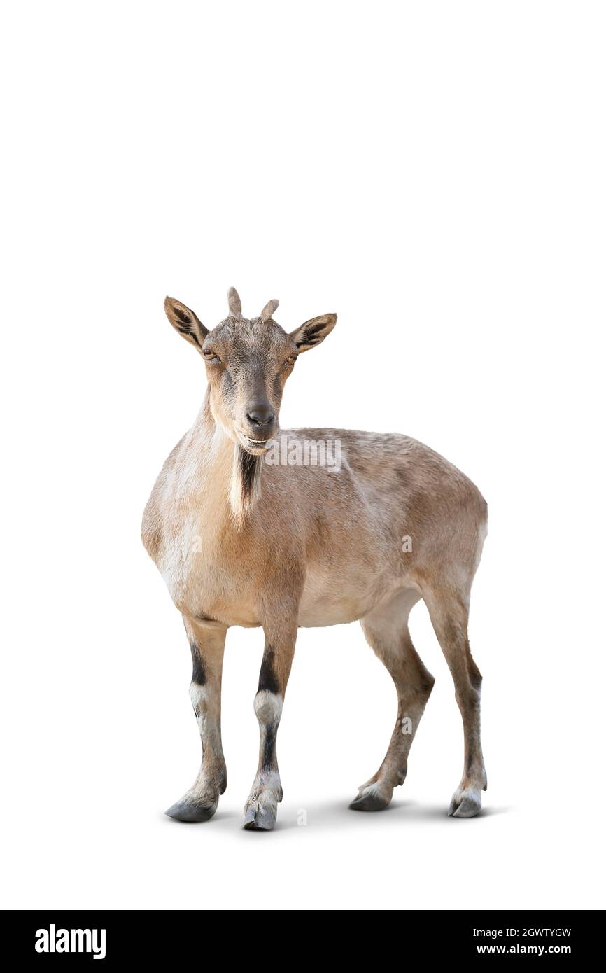 Female markhor (Capra fakoneri) isolated on white Stock Photo - Alamy