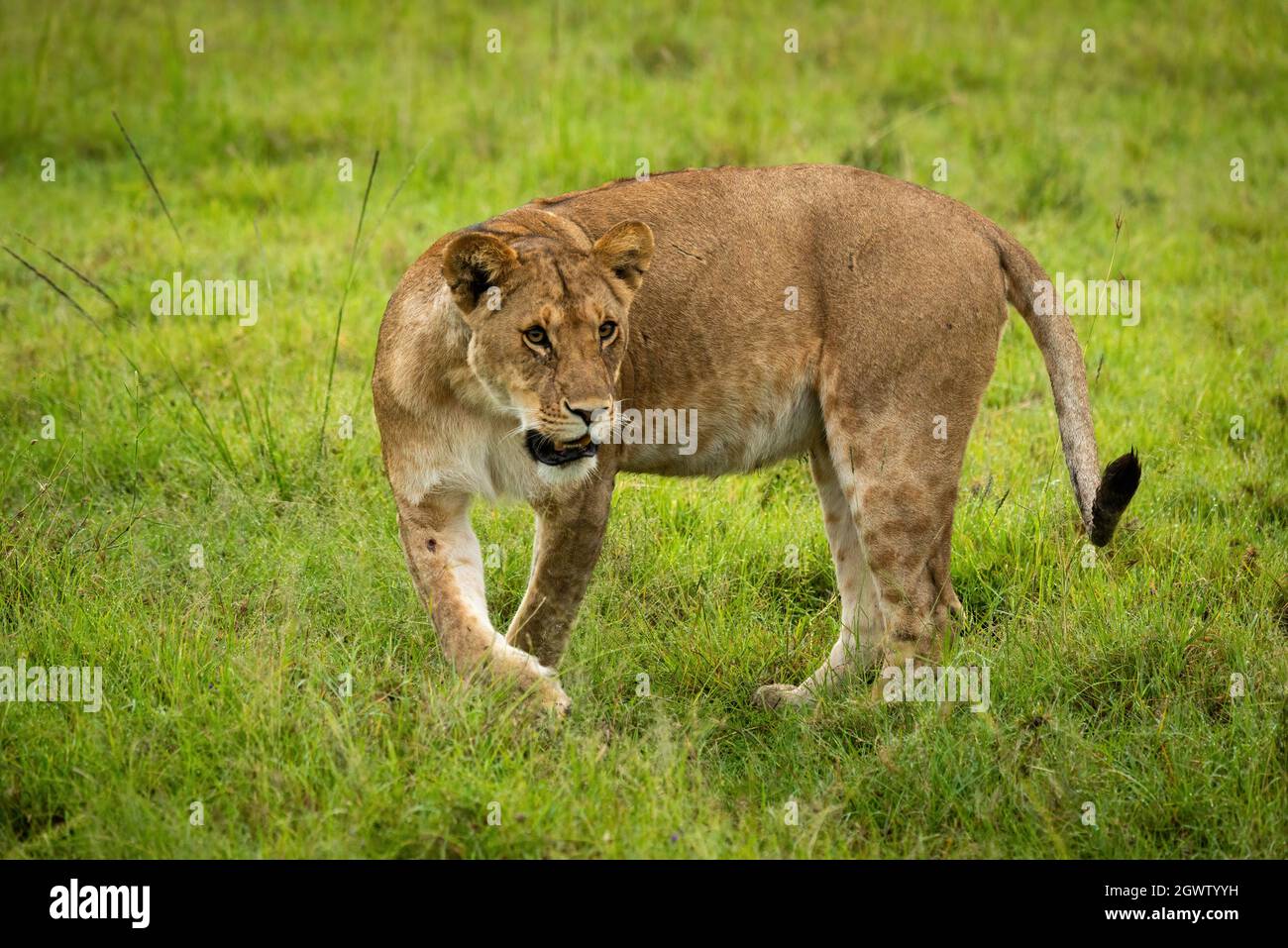 Lioness standing mountain hi-res stock photography and images - Alamy