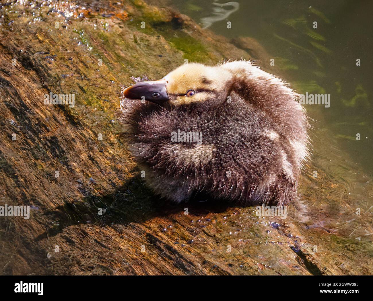 People ducking hi-res stock photography and images - Alamy