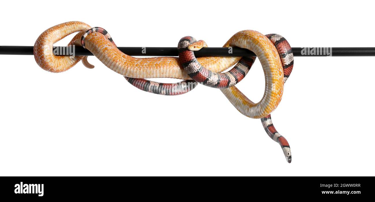 Different snakes on white background Stock Photo - Alamy