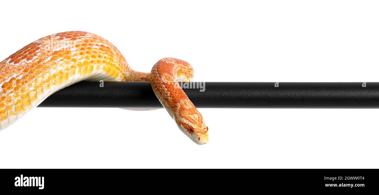 Corn snake on white background Stock Photo - Alamy