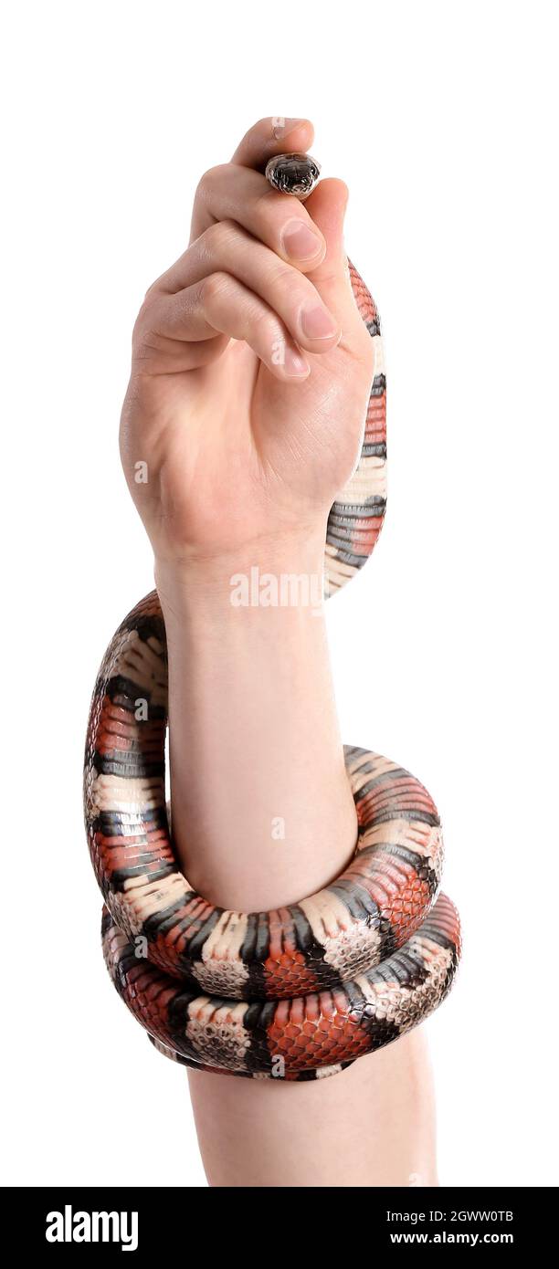 Hand of owner with red king snake on white background Stock Photo - Alamy
