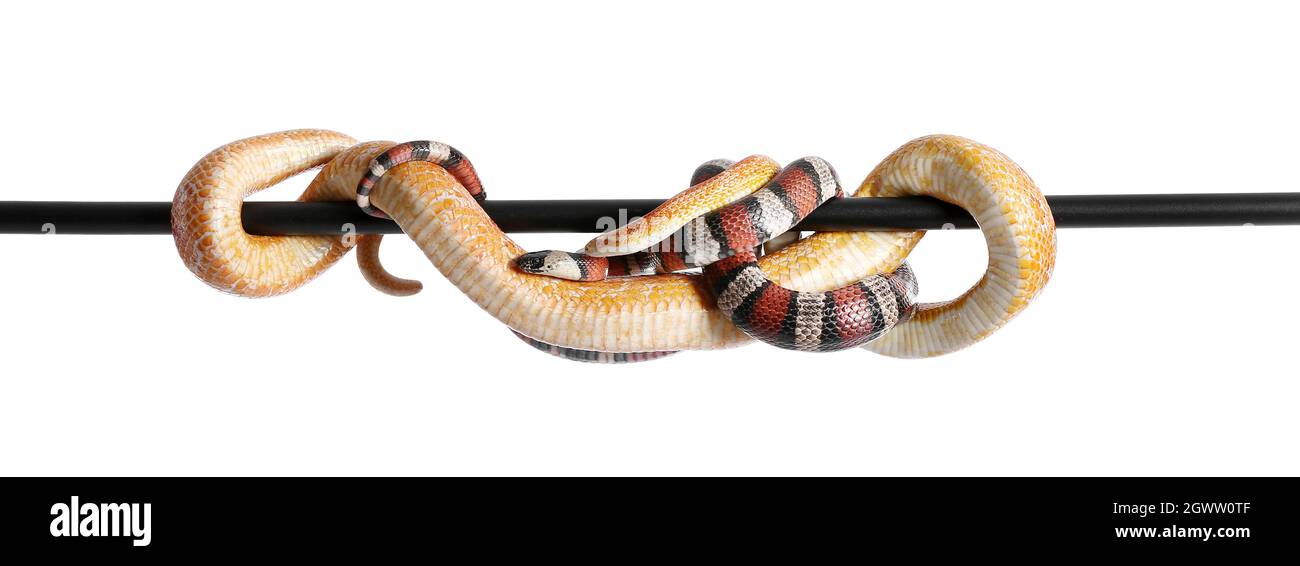 Different snakes on white background Stock Photo - Alamy