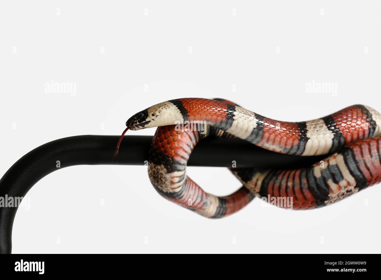 Scarlet king snake hi-res stock photography and images - Alamy