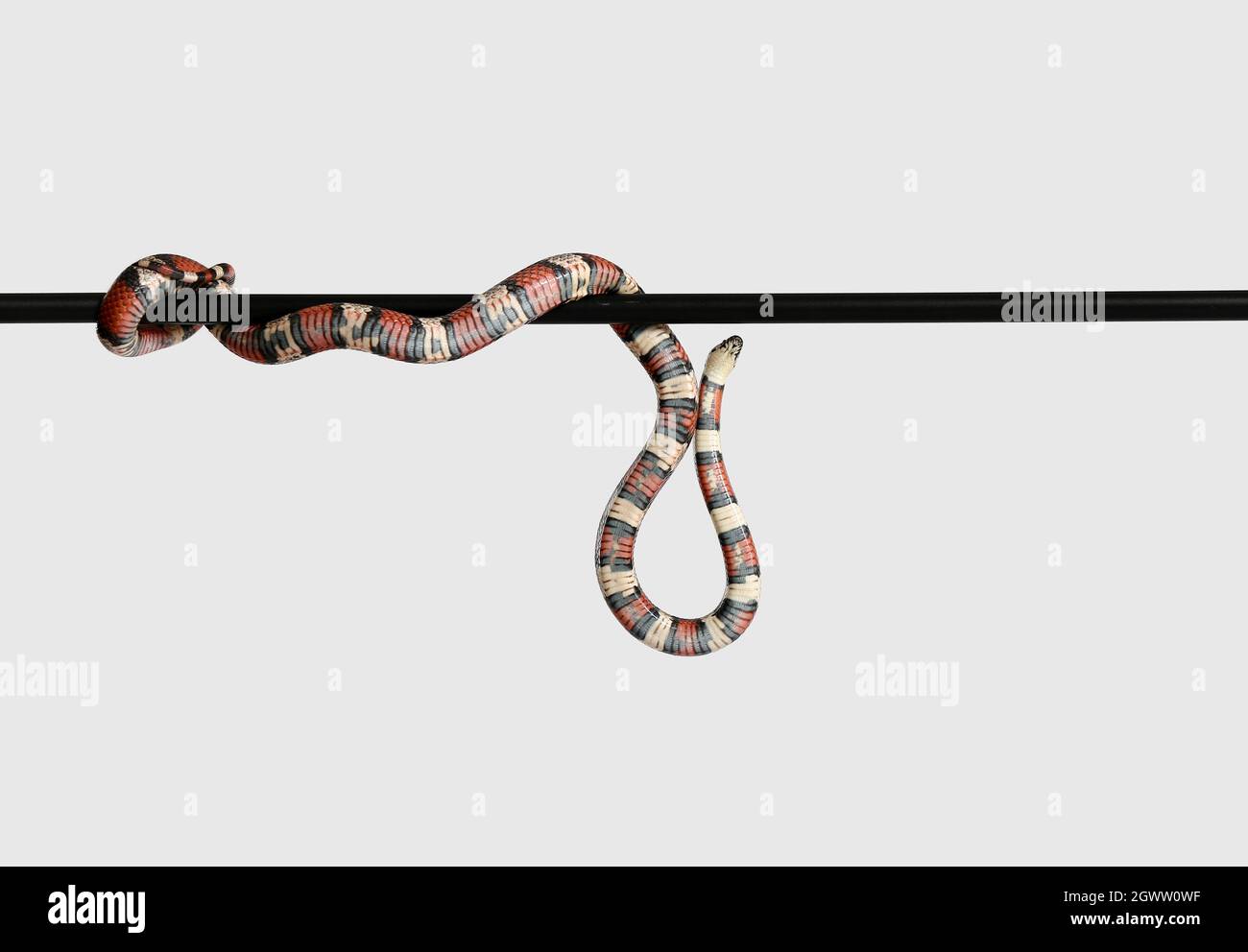 Red king snake on light background Stock Photo - Alamy