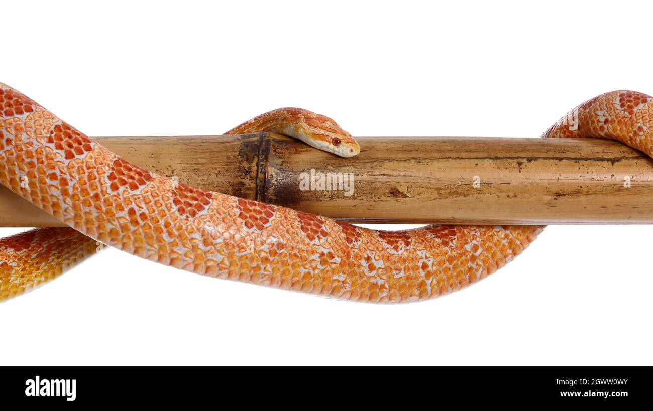 Corn snake on bamboo stick against white background Stock Photo - Alamy