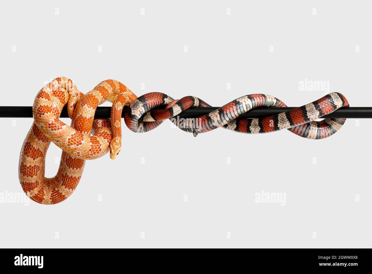 Different snakes hi-res stock photography and images - Alamy